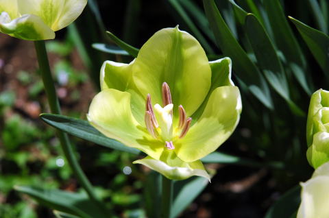 tulip0011.jpg