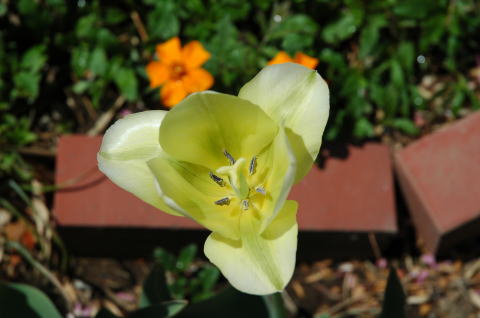 tulip1561.jpg