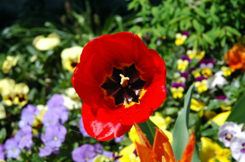tulip1641.jpg